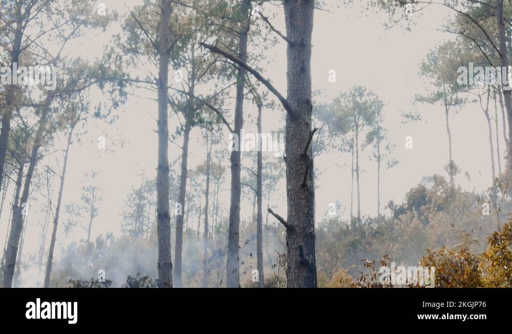 Smoky haze from forest fire Stock Videos & Footage - HD and 4K Video ...