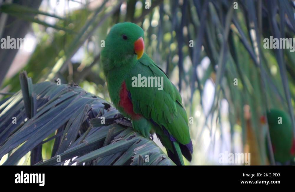 Parrot tropical rainforest Stock Videos & Footage - HD and 4K Video ...