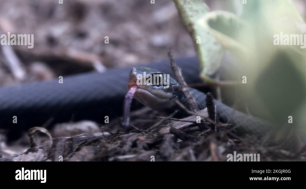 Florida racer snake Stock Videos & Footage - HD and 4K Video Clips - Alamy