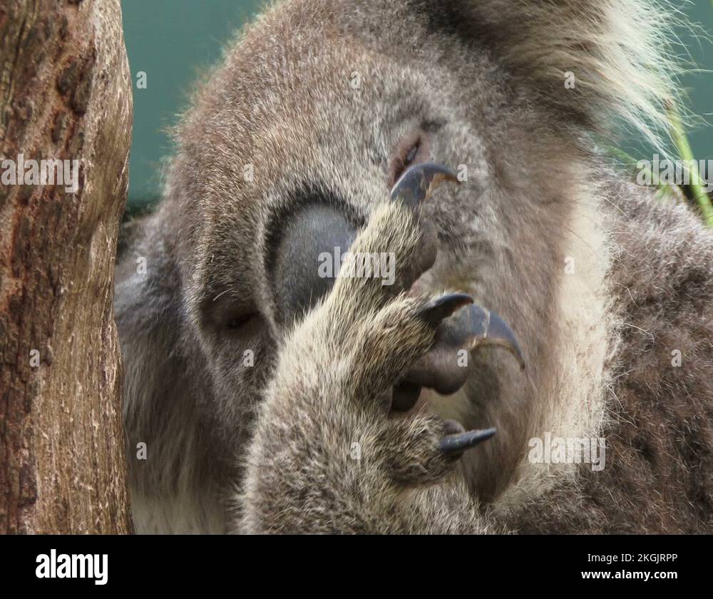 Eating koala Stock Videos & Footage - HD and 4K Video Clips - Alamy