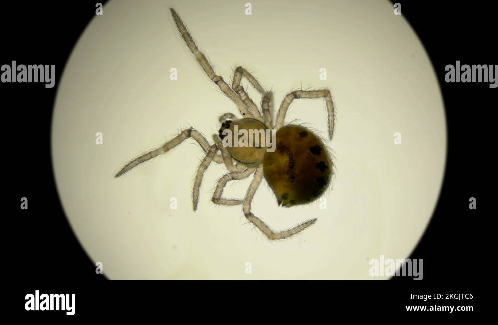 Spider silk microscope Stock Videos & Footage - HD and 4K Video Clips ...