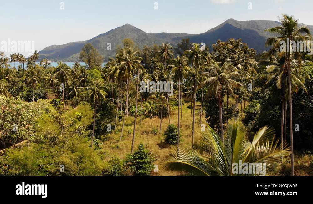 Coconut palm tree plantations Stock Videos & Footage - HD and 4K Video Clips - Alamy
