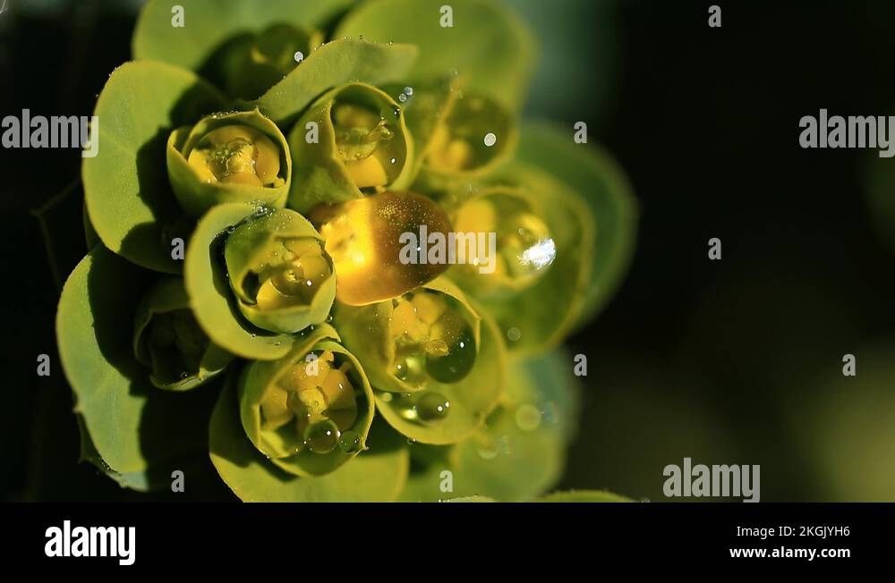 Donkey tail Stock Videos & Footage - HD and 4K Video Clips - Alamy