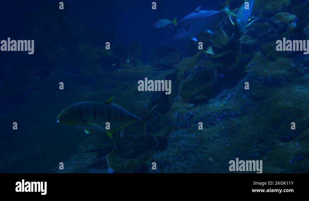 White skate fish Stock Videos & Footage - HD and 4K Video Clips - Alamy