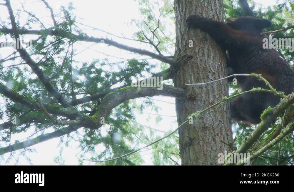 Bear hugging tree nature Stock Videos & Footage - HD and 4K Video Clips ...
