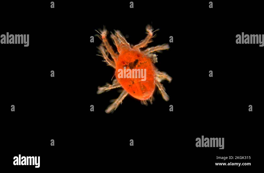 Red mite Stock Videos & Footage - HD and 4K Video Clips - Alamy