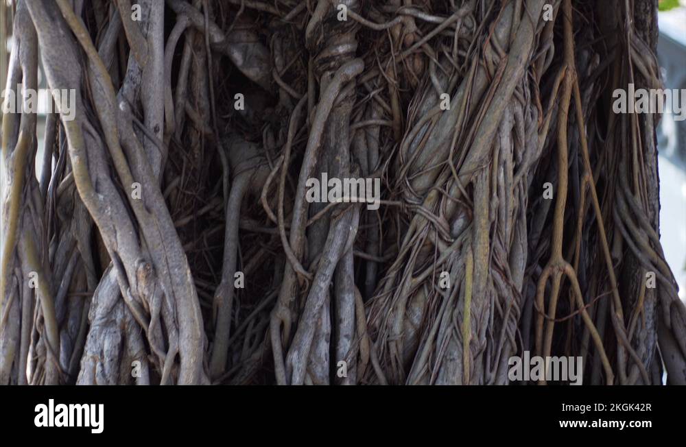 Large tree roots bodhi tree Stock Videos & Footage - HD and 4K Video ...