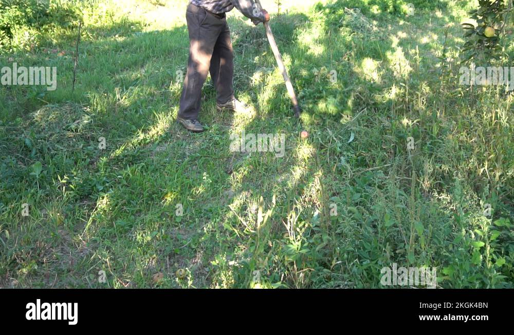 Old Man Farmer Cutting Weeds With Sickle Scythe Tool In Summer Stock ...
