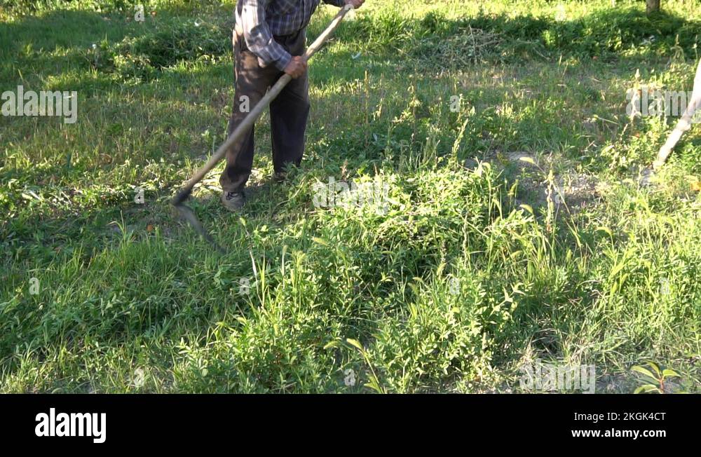 Old Man Farmer Cutting Weeds With Sickle Scythe Tool In Summer Stock ...