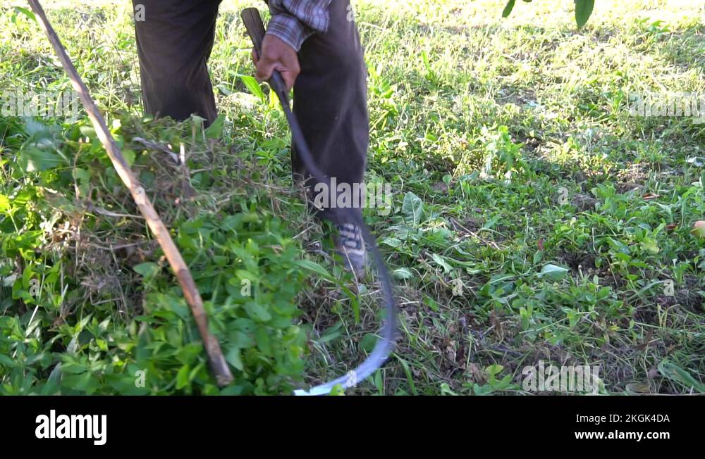 Old Man Farmer Cutting Weeds With Sickle Scythe Tool In Summer Stock ...