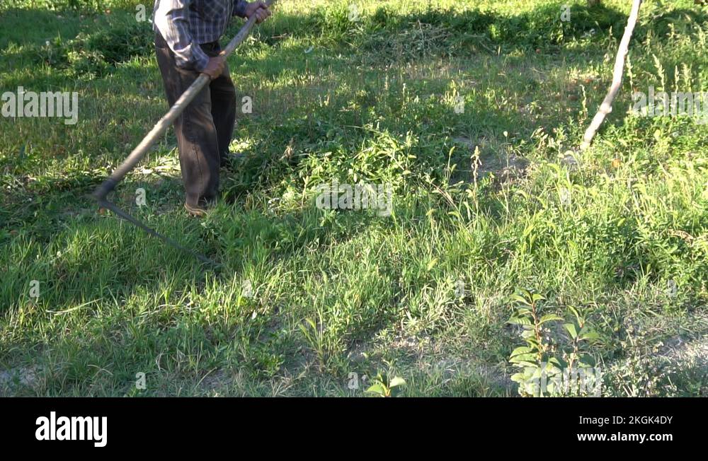 Old Man Farmer Cutting Weeds With Sickle Scythe Tool In Summer Stock ...