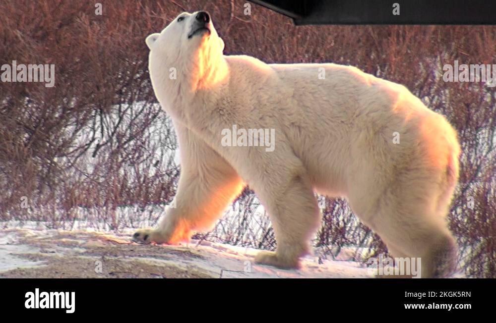 Wild cub Stock Videos & Footage - HD and 4K Video Clips - Alamy