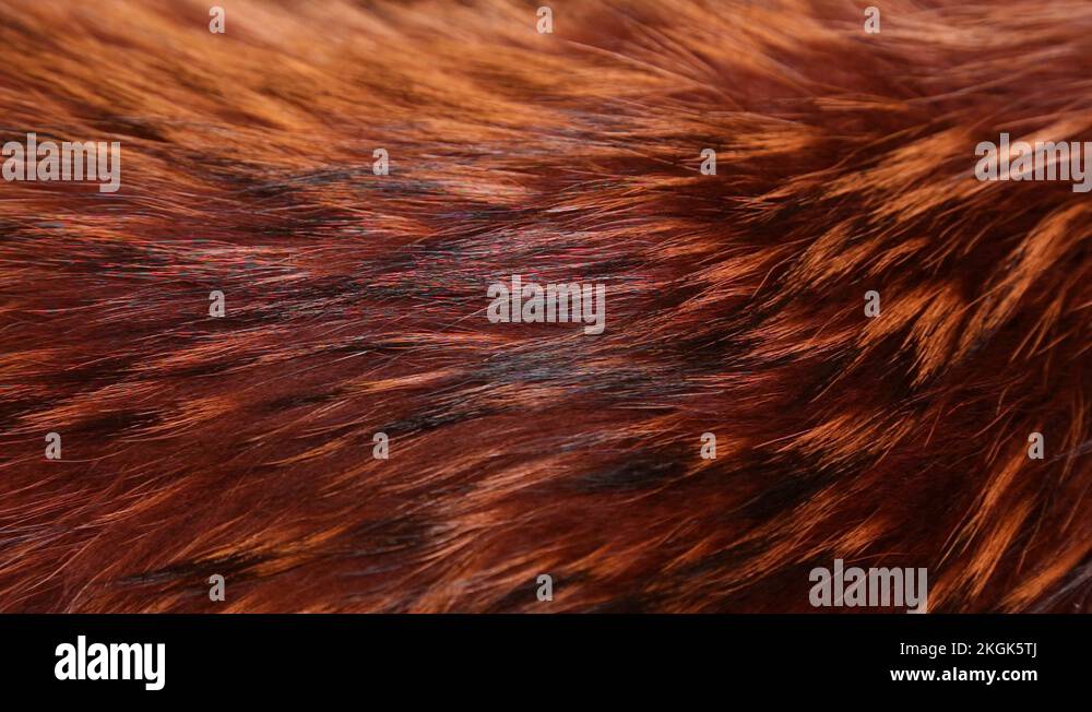 Fox fur texture Stock Videos & Footage - HD and 4K Video Clips - Alamy