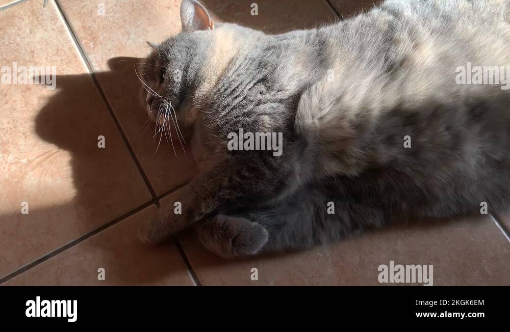 Gray beams Stock Videos & Footage - HD and 4K Video Clips - Alamy