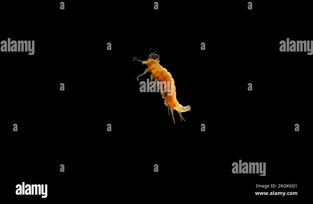 insect larva caterpillar, under the microscope Stock Video Footage - Alamy