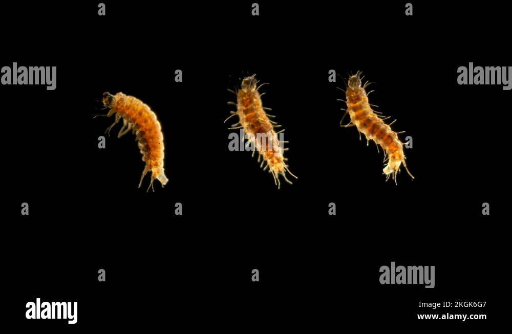 insect larva caterpillar, under the microscope Stock Video Footage - Alamy