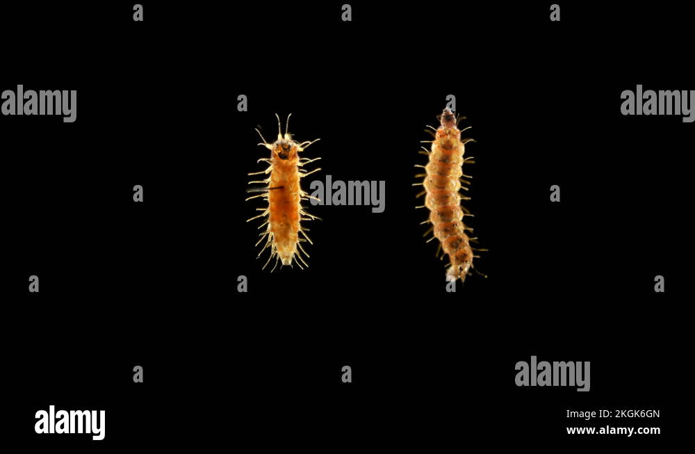 Caterpillar Under A Microscope