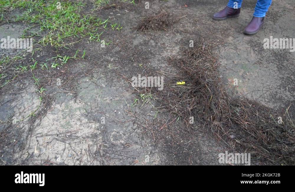 Garden tool cleaning Stock Videos & Footage - HD and 4K Video Clips - Alamy