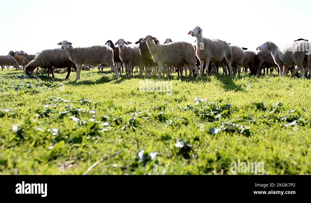 Agriculture farm animals Stock Videos & Footage - HD and 4K Video Clips ...