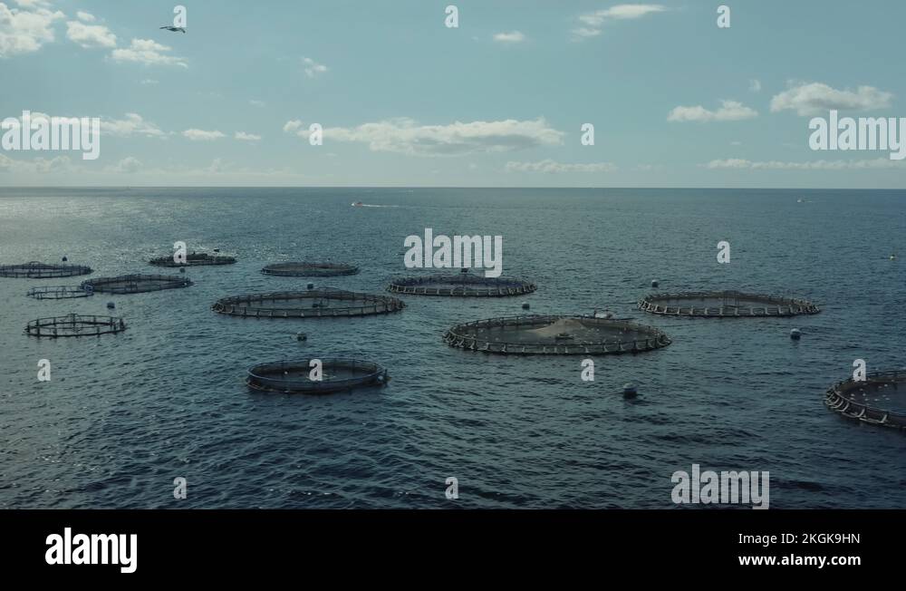 Cage culture Stock Videos & Footage - HD and 4K Video Clips - Alamy