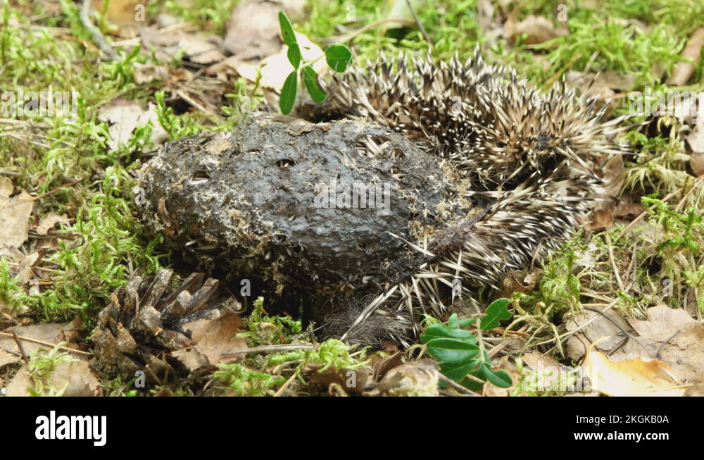 Dead hedgehog Stock Videos & Footage - HD and 4K Video Clips - Alamy