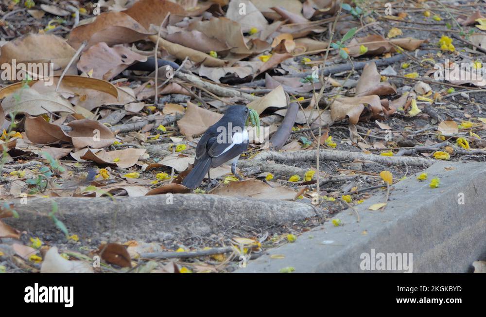 Bird catching worm Stock Videos & Footage - HD and 4K Video Clips - Alamy