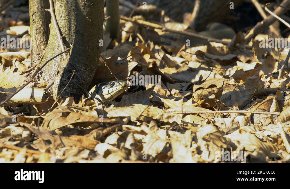 Venomous snake alert Stock Videos & Footage - HD and 4K Video Clips - Alamy