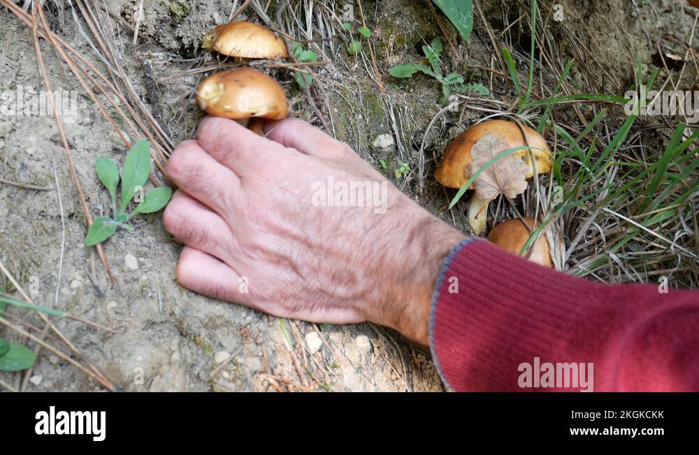 weeping bolete edible fungus, Suillus granulatus grows in a symbiosis ...