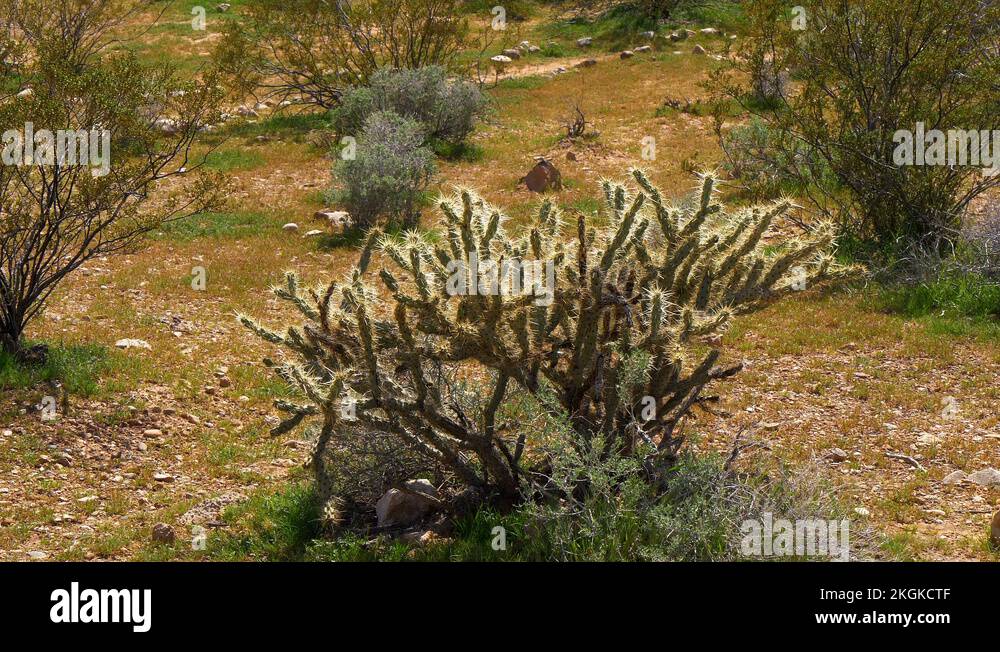 Desert cactus geology river Stock Videos & Footage - HD and 4K Video ...