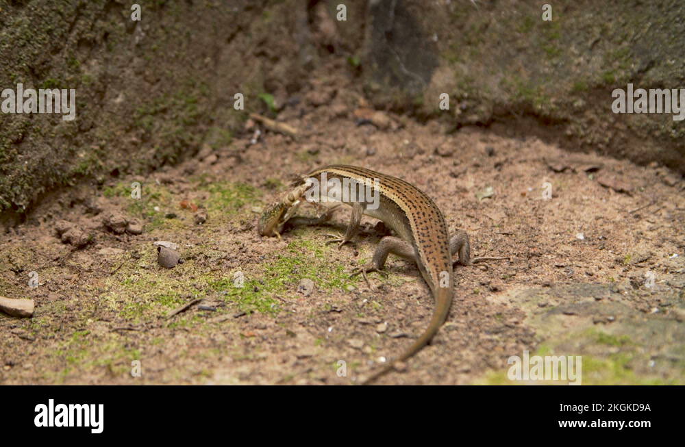Frog lizard Stock Videos & Footage - HD and 4K Video Clips - Alamy