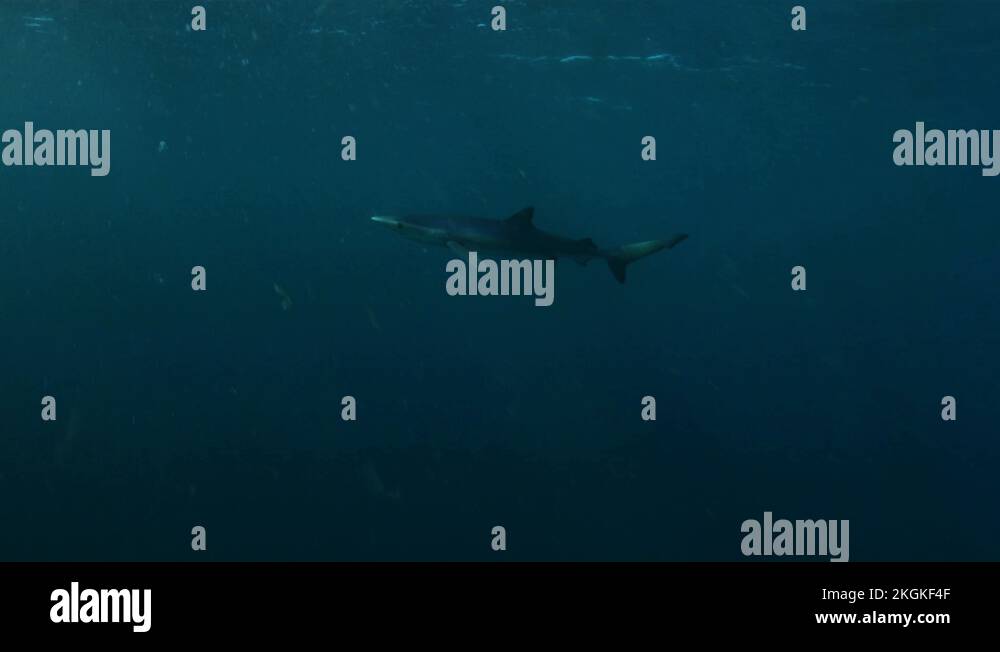 Blue shark Stock Videos & Footage - HD and 4K Video Clips - Alamy