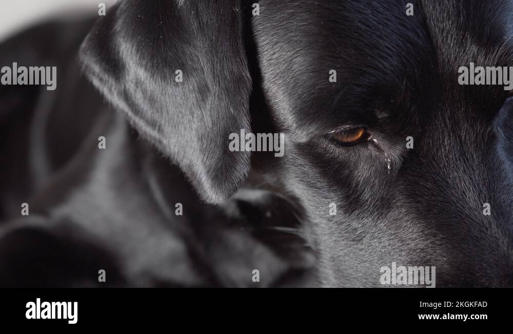 Labrador brown eyes Stock Videos & Footage - HD and 4K Video Clips - Alamy