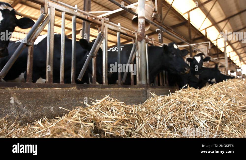 Milkman Feeding Calf Milking Cow Stock Videos Footage Hd And 4k
