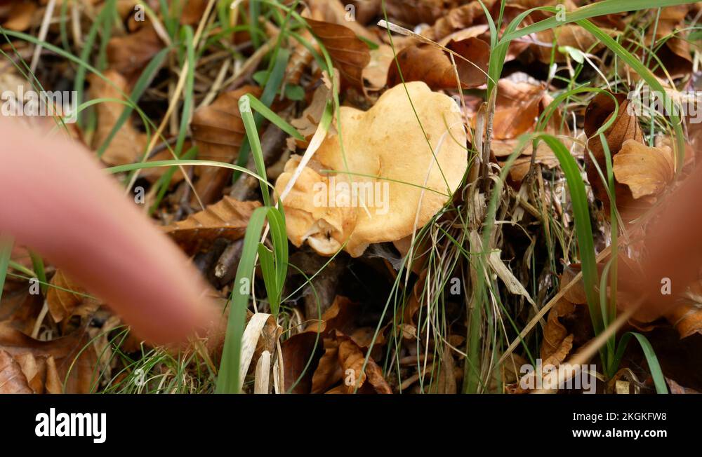 Hydnum repandum, the sweet tooth, wood hedgehog mushroom is an edible ...