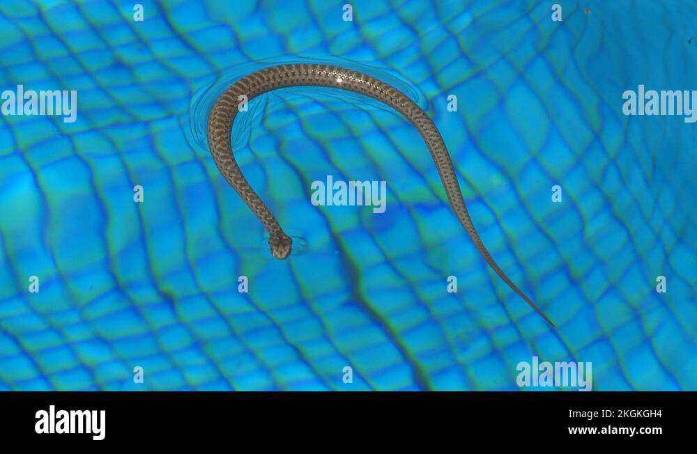 Snake swimming pool Stock Videos & Footage - HD and 4K Video Clips - Alamy