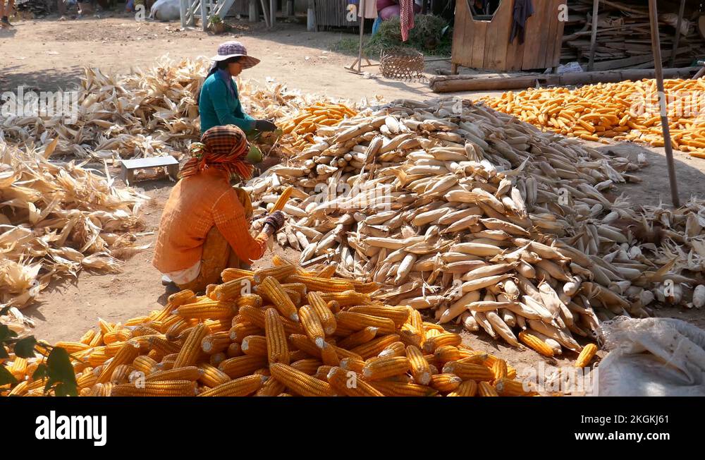 Cambodia corn Stock Videos & Footage - HD and 4K Video Clips - Alamy