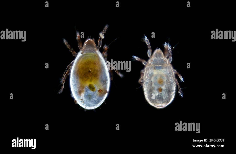 two mite (Acari), under the microscope, possibly of the Acaridae family ...