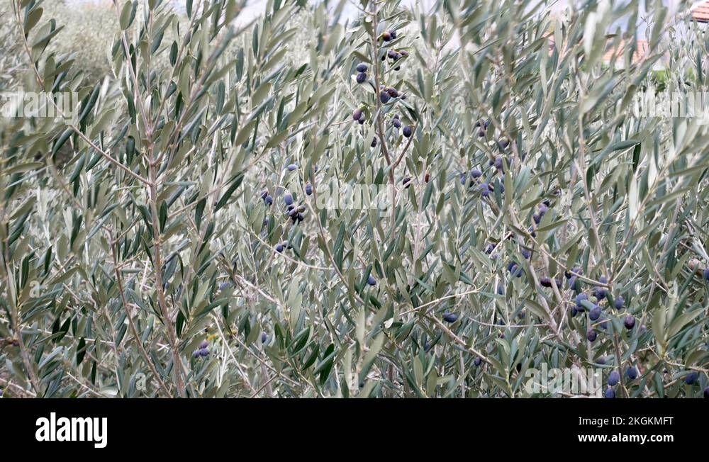 Branch of olive tree with fruits and leaves. Italian extra virgin olive ...
