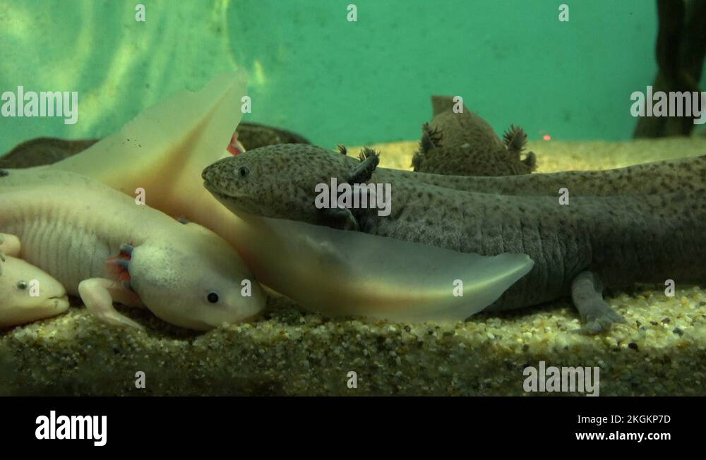 Axolotl, Ambystoma Mexicanum, Mexican Walking Fish, 4K Stock Video ...