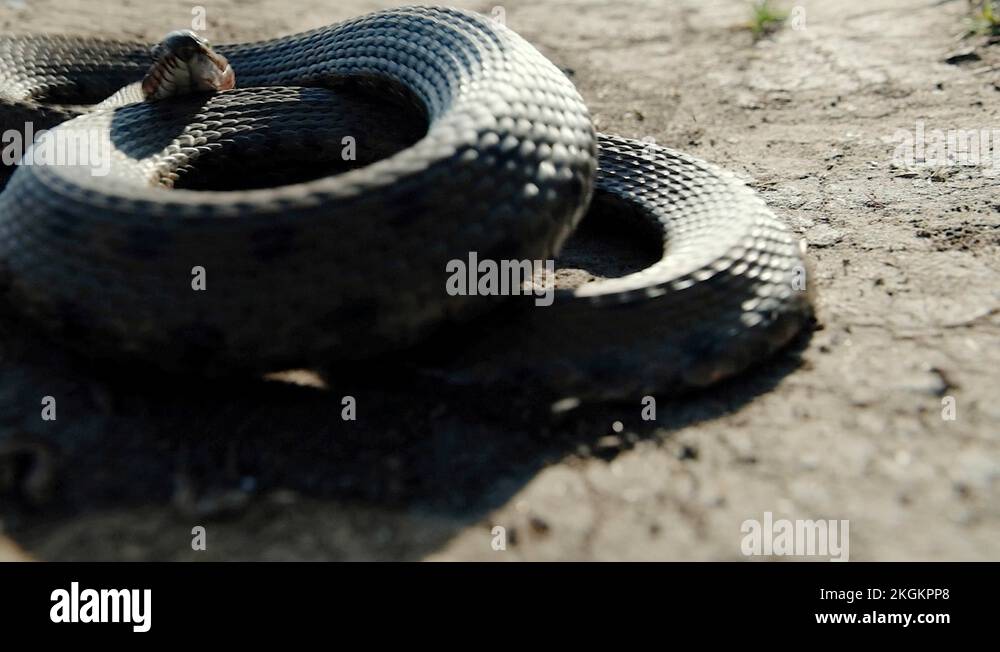 Sting snake Stock Videos & Footage - HD and 4K Video Clips - Alamy