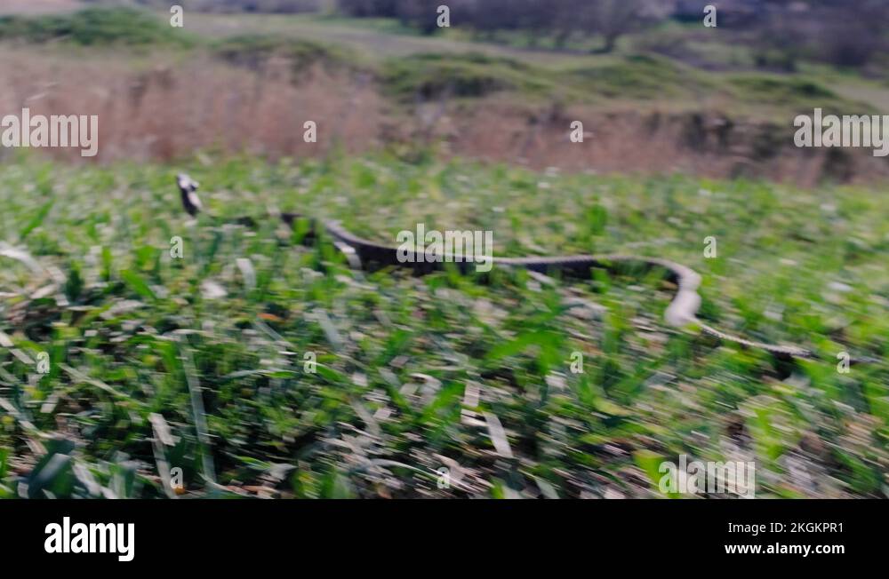 Snake crawls away quickly from pursuit. Close-ups of snake or viper ...