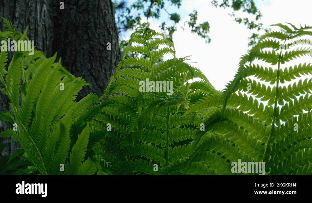 Evergreen tree ferns Stock Videos & Footage - HD and 4K Video Clips - Alamy