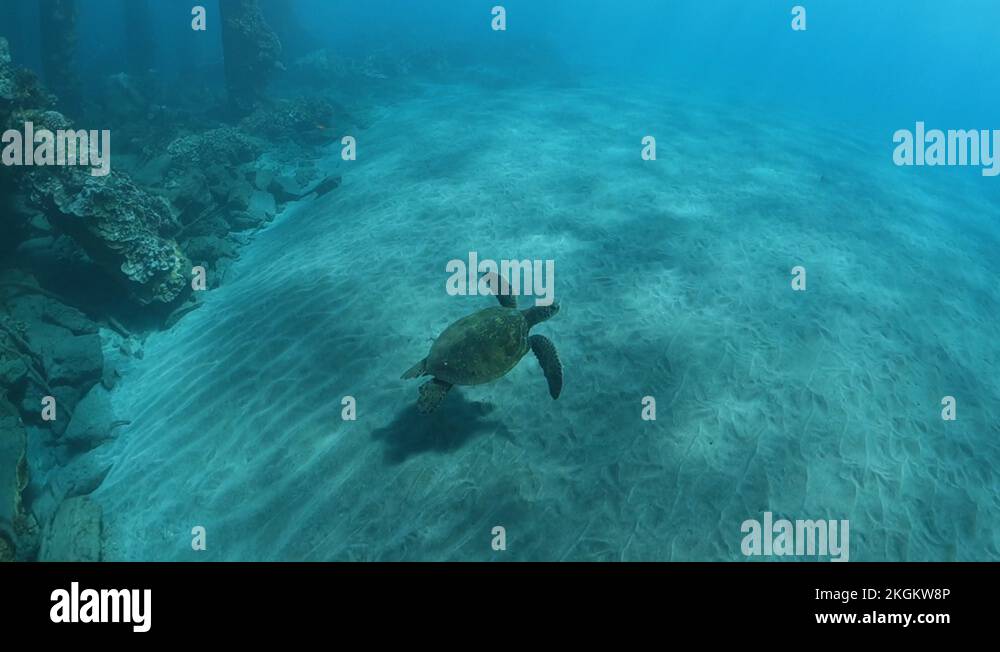 Pan Right to Left: Sea Turtle Swimming Under the Ocean Floor of Lahaina ...