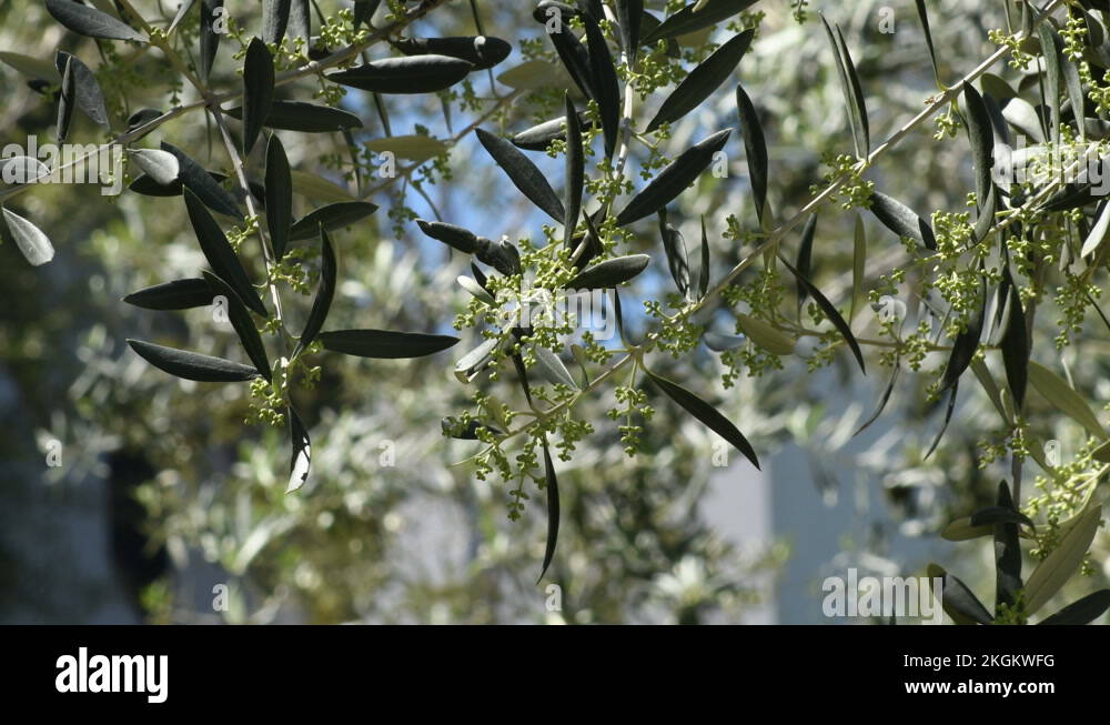Fruit and flowers of the olive tree Stock Videos & Footage - HD and 4K ...