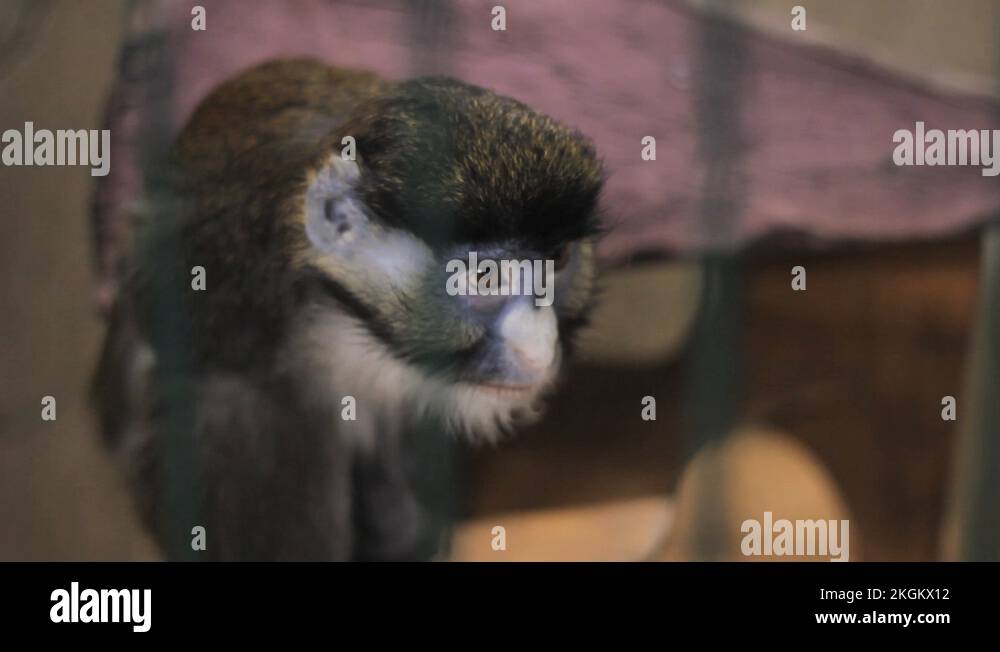 Blue face monkey Stock Videos & Footage - HD and 4K Video Clips - Alamy