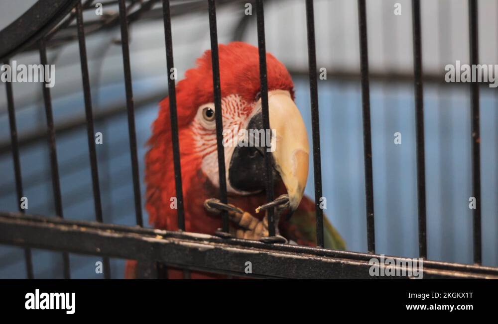 Talking parrot bird Stock Videos & Footage - HD and 4K Video Clips - Alamy