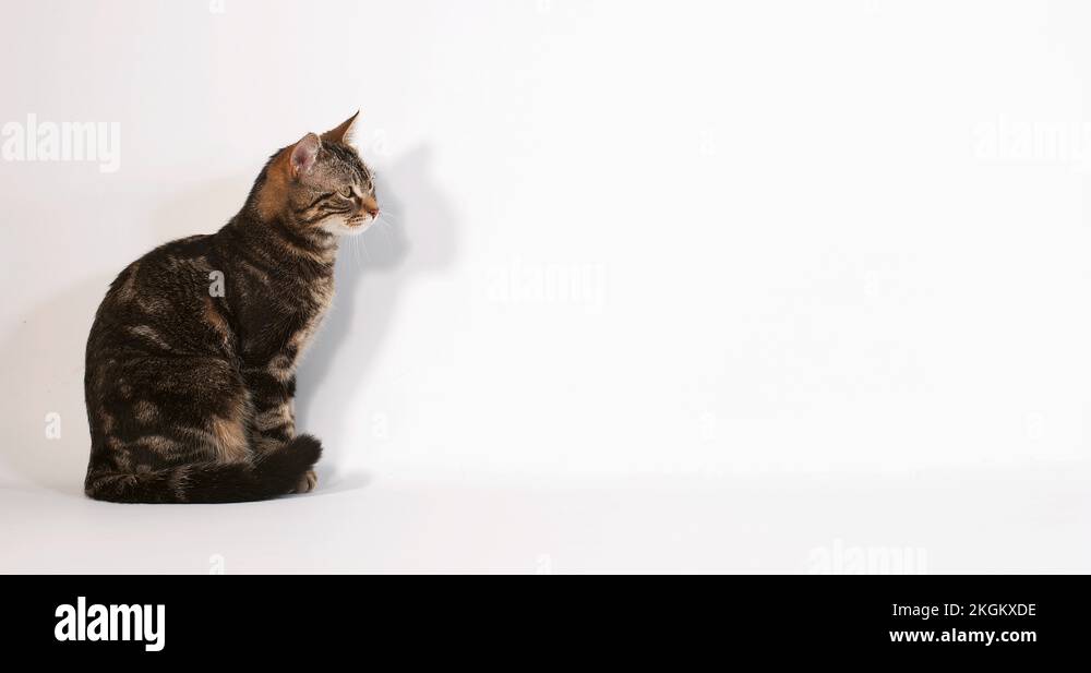 Tabby m Stock Videos & Footage - HD and 4K Video Clips - Alamy