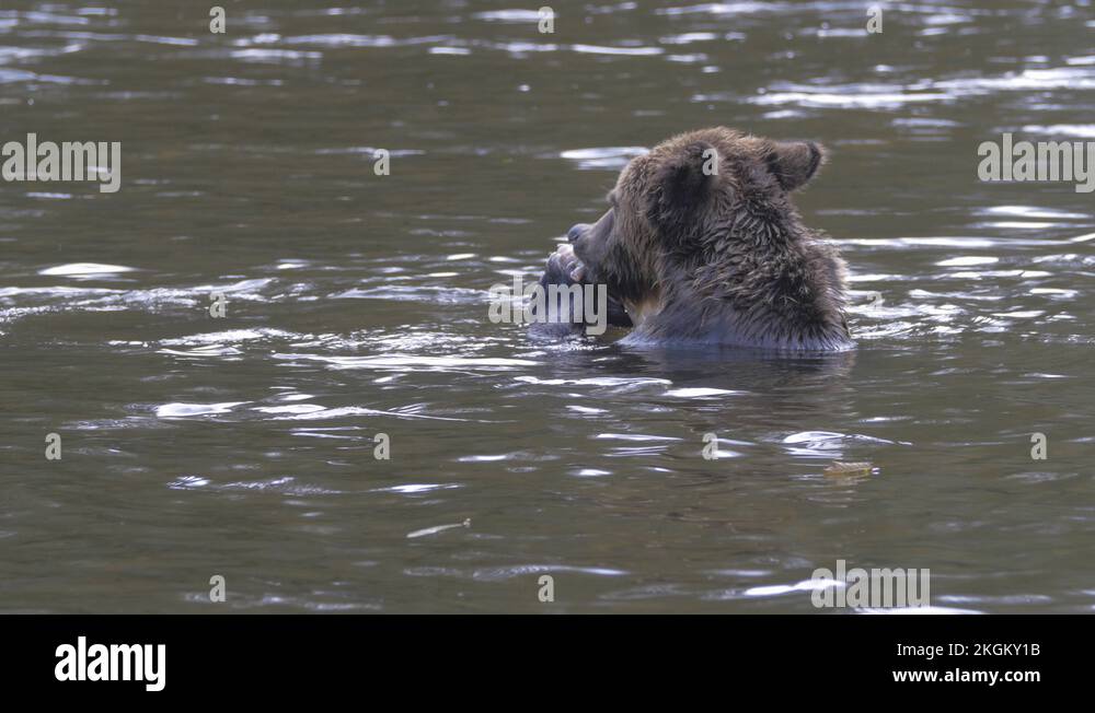 Close Up: Grizzly Bear Using Paws to Tear Apart, Eat Fish in River in ...