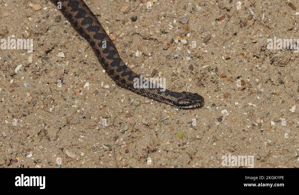 Male adder Stock Videos & Footage - HD and 4K Video Clips - Alamy