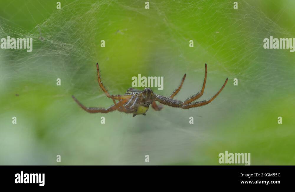 Edible spider Stock Videos & Footage - HD and 4K Video Clips - Alamy